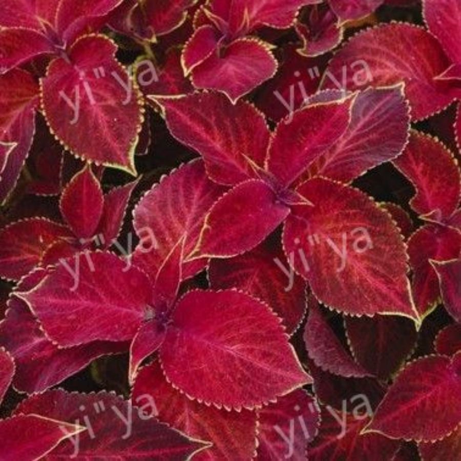 20 Pcs/lot Coleus Seeds DIY Home Garden #2488 - Etsy