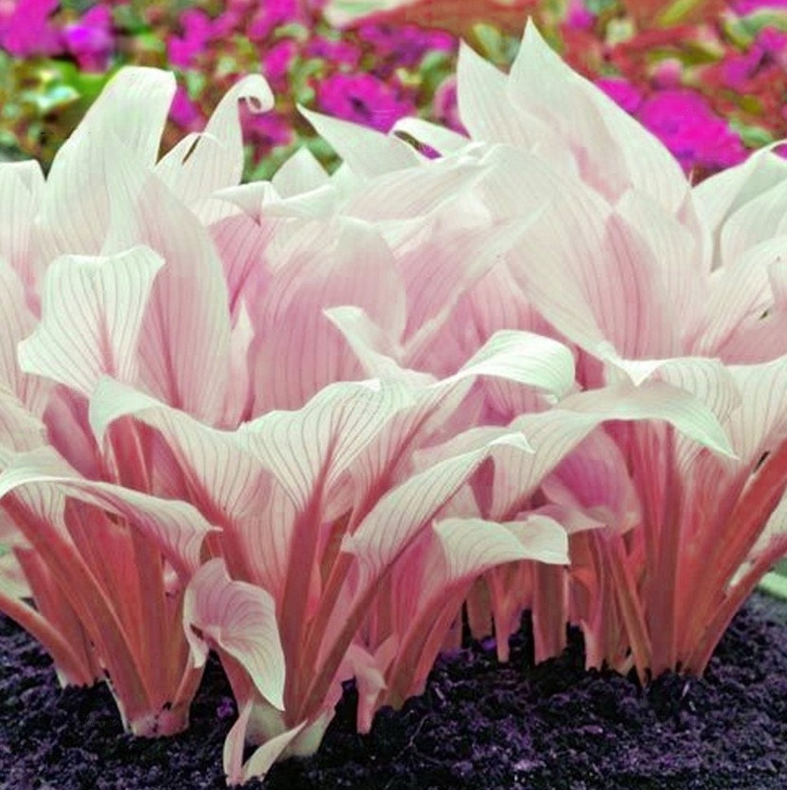 20pcs Hosta Plantaginea Fragrant Plantain Seeds Fire and Ice Shade Pink ...