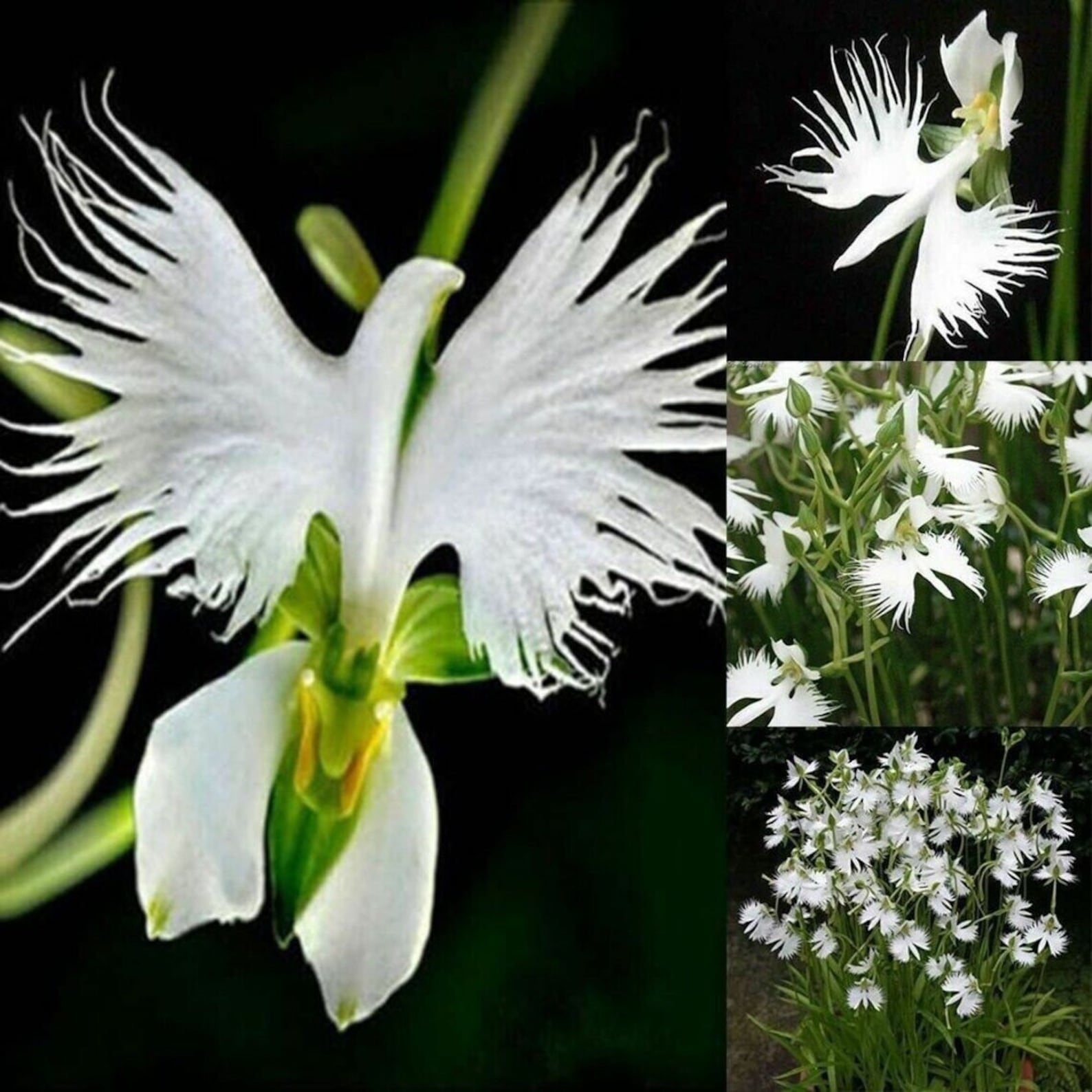Japanese Radiata White Egret Orchid Flower 50pcs Seeds...(#5422) - Etsy