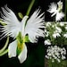 Japanese Radiata White Egret Orchid Flower 50pcs Seeds...(#5422) - Etsy