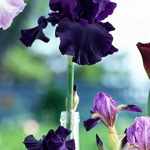 USA SELLER 10 Perfect Pitch' Bearded Iris Seeds Garden Plants Easy to ...