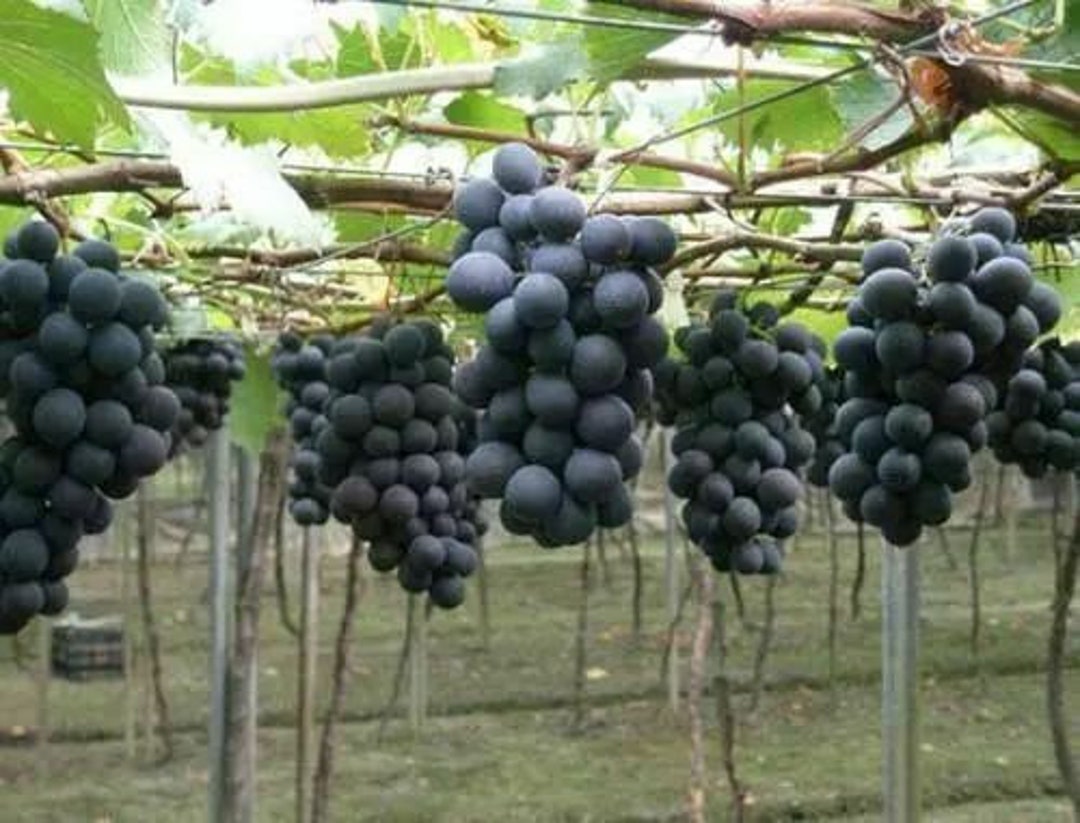 50 Kyoho Grapes Seeds--50 Seeds Fruit Tree Seeds - Etsy
