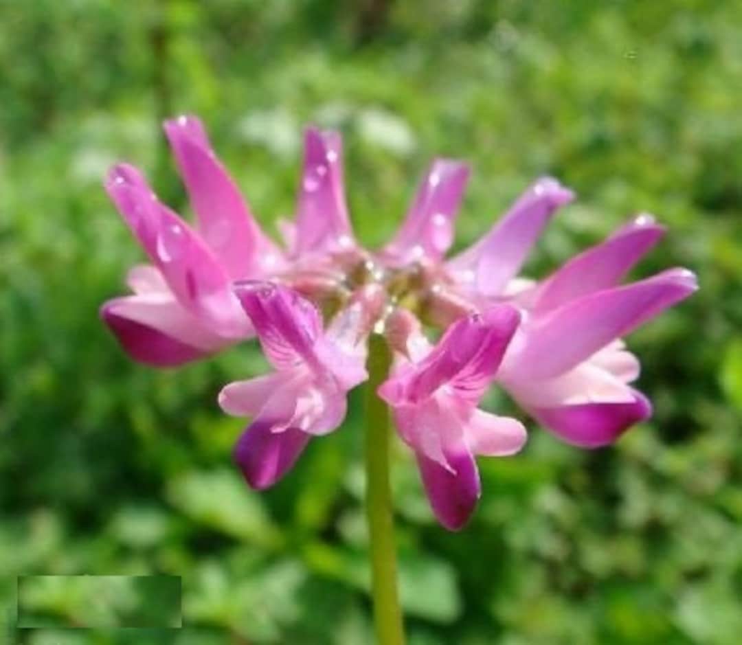 Astragalus Sinicus | Chinese Milkvetch | 50 Seeds (#1070) - Etsy