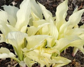 20pcs Hosta Plantaginea Fragrant Plantain Seeds Fire and Ice Shade Pink ...