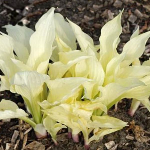 Hosta - Etsy