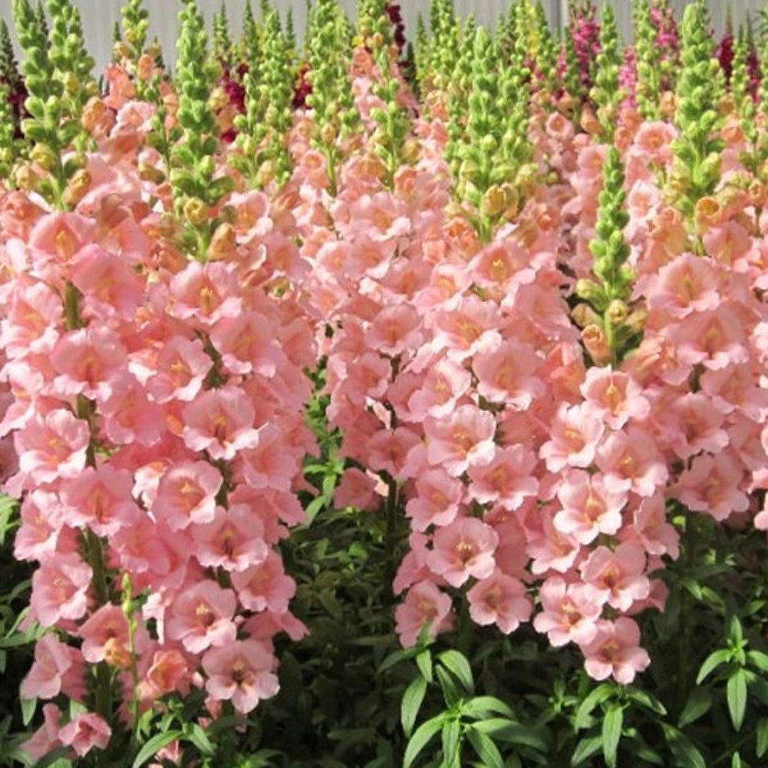 50pcs of Sweet Pink Snapdragon Flower Seeds (5548) - Etsy