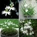 Japanese Radiata White Egret Orchid Flower 50pcs Seeds...(#5422) - Etsy