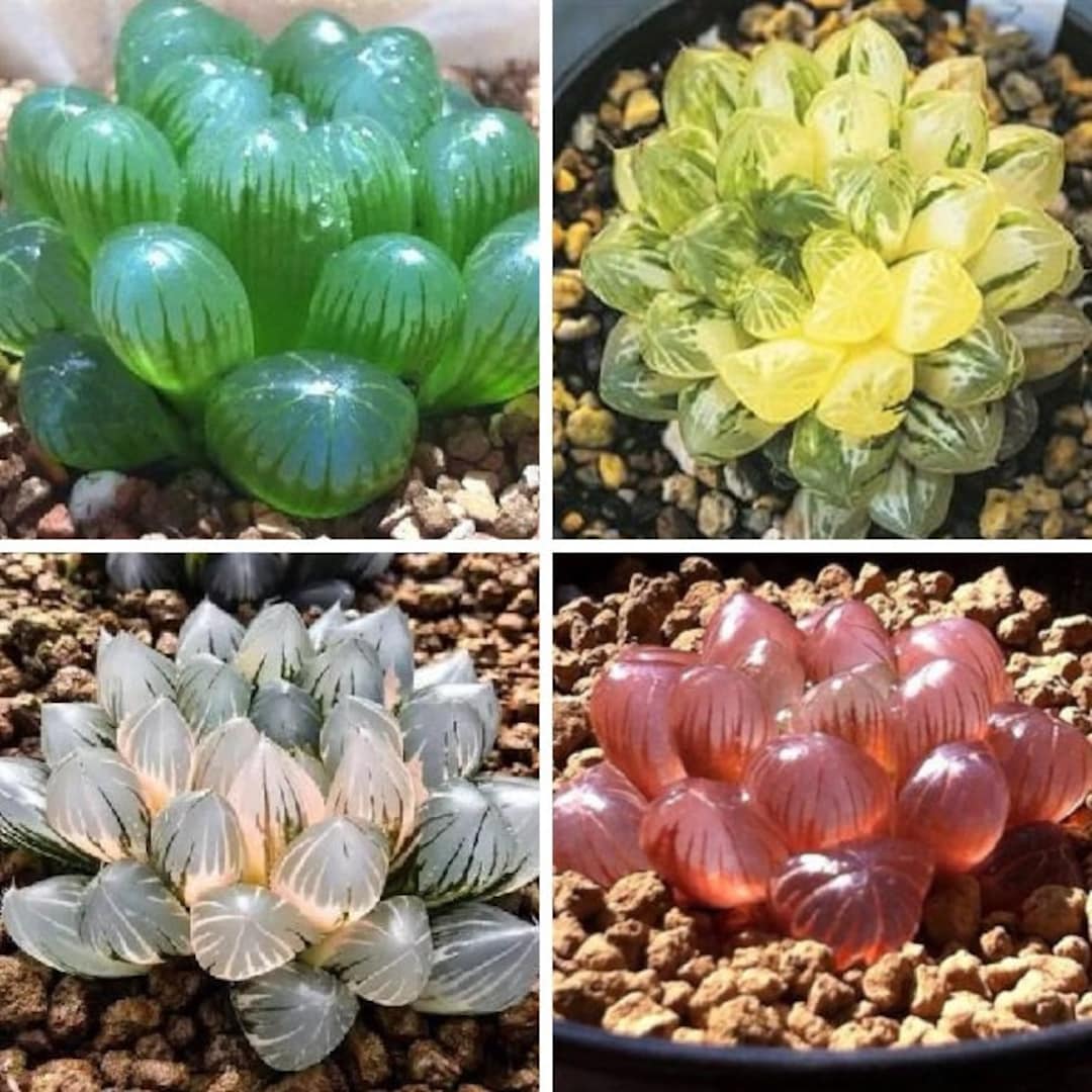 Rare Crystal Clear Succulents Seeds, 50pcs/pack (mix Color) #4486 - Etsy