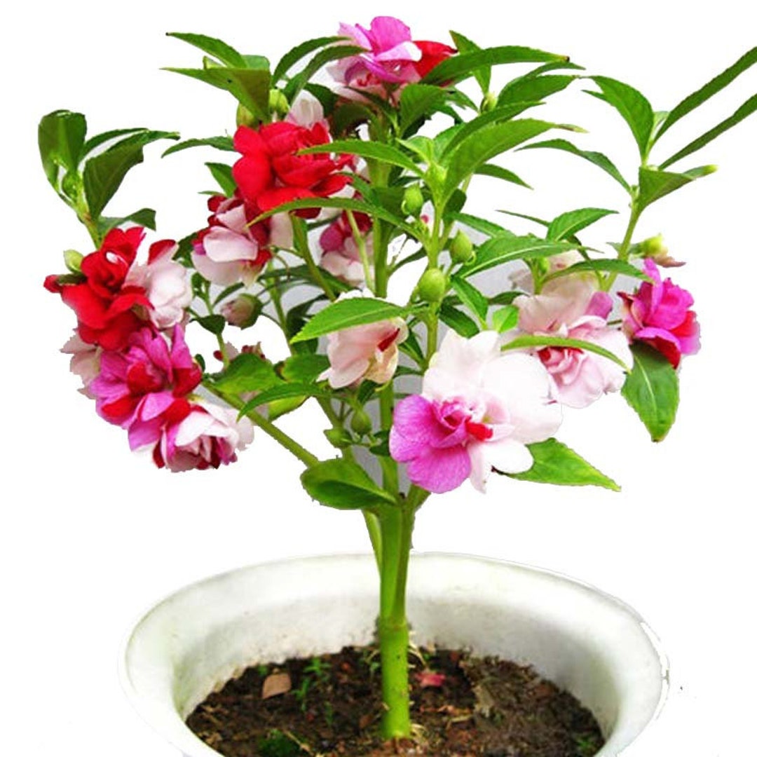 Garden Balsam | 50+ Seeds | Impatiens Balsamina | Organic | Fast ...