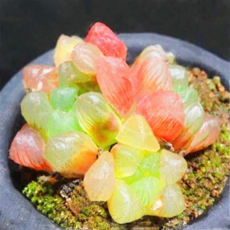 Rare Crystal Clear Succulents Seeds, 50pcs/pack (mix Color) #4486 - Etsy