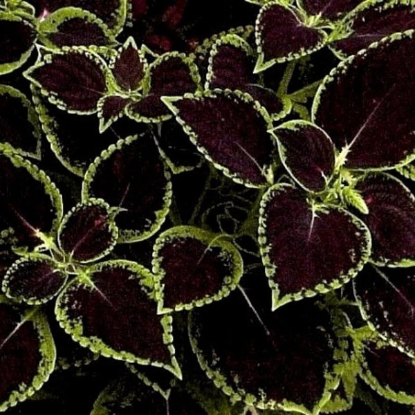 Coleus Seeds - Etsy