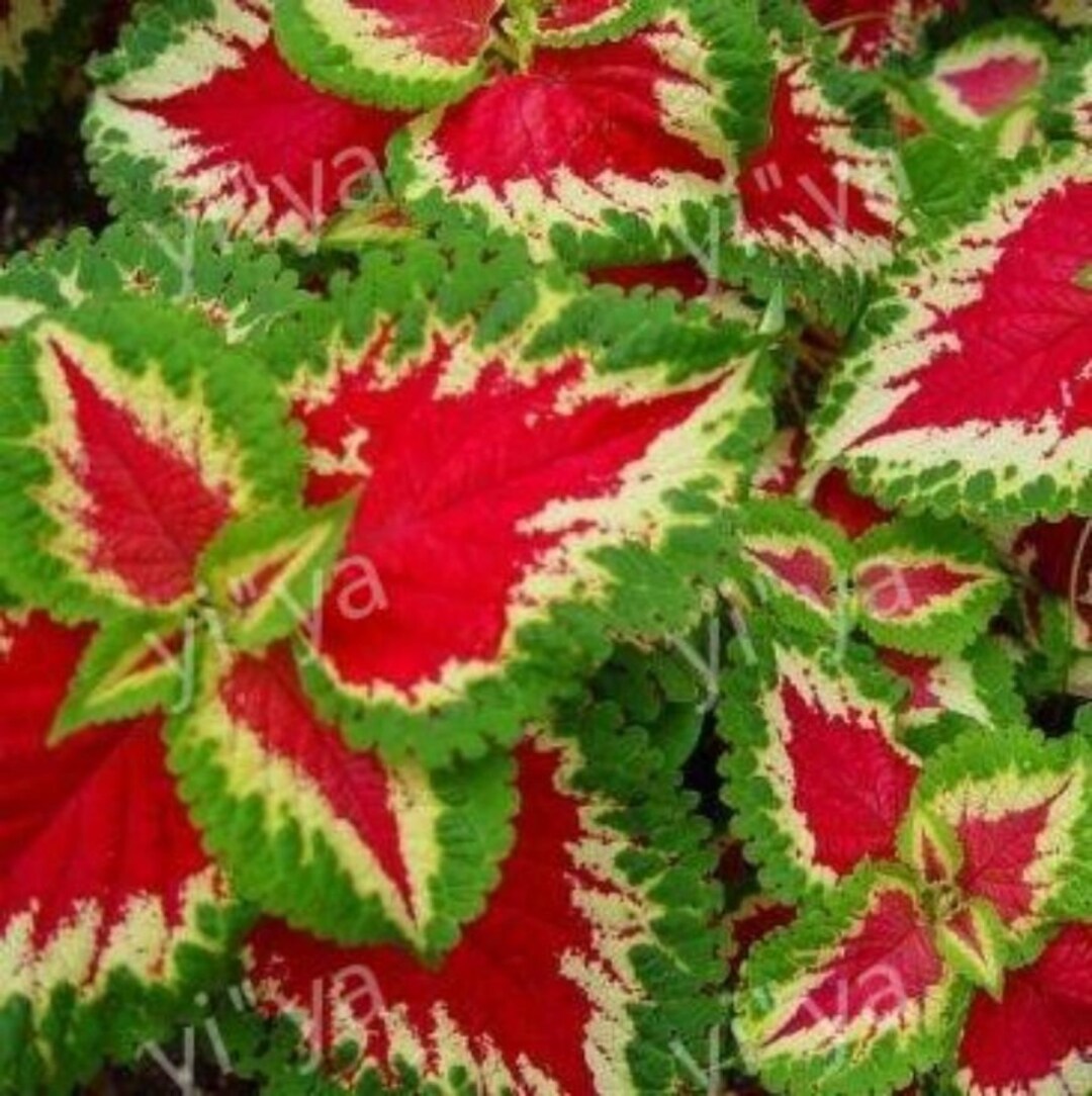 20 Pcs/lot Coleus Seeds DIY Home Garden #7024 - Etsy