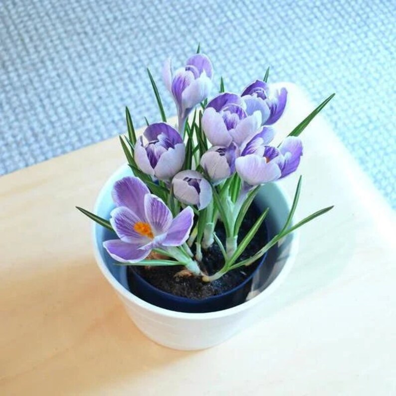 50pcs Crocus Sativus Flower Seeds - Etsy