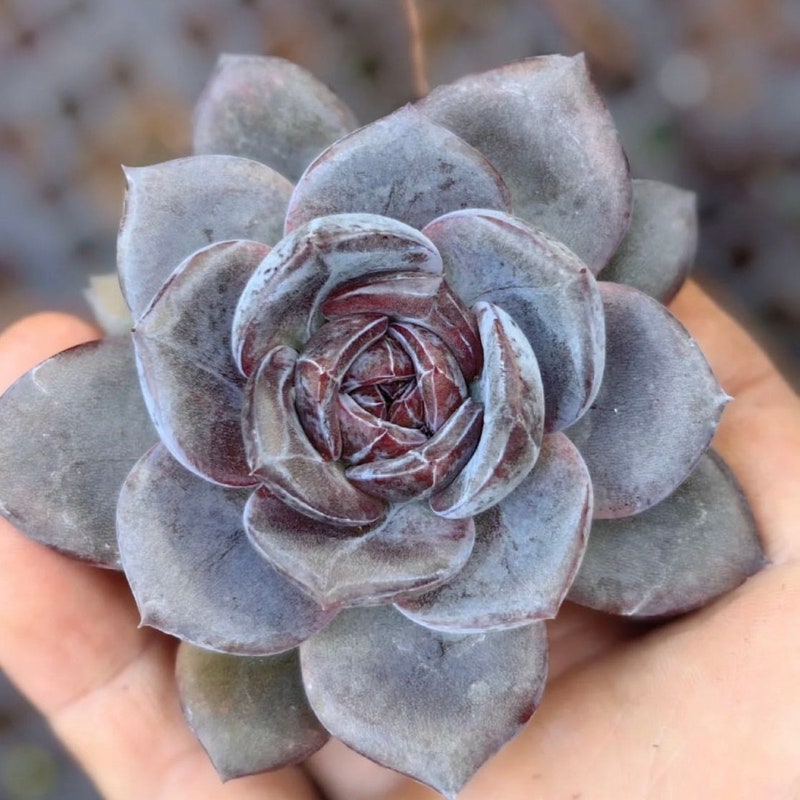 Black Purple Coelius - Etsy