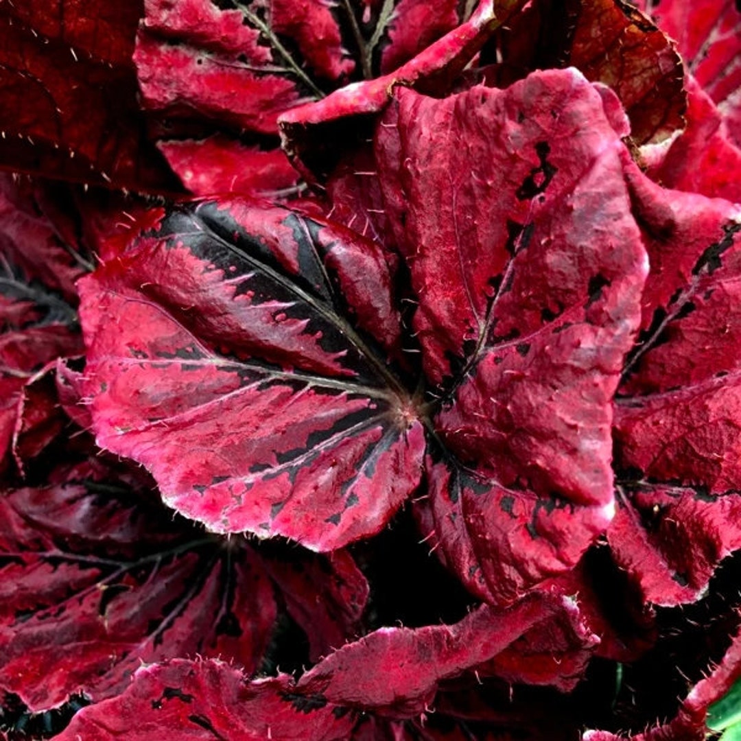 50pcs Red Begonia Flower Seeds (5724) - Etsy