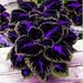 Color Blaze Red Coleus Scutellarioides Seeds: Ignite Your Garden With ...