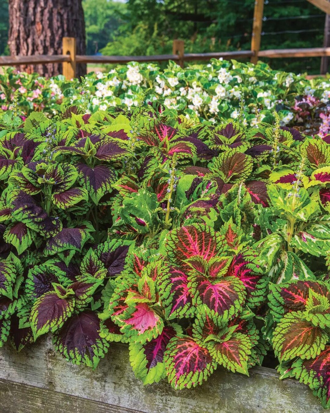 20pcs Coleus Seeds, Coleus, Giant Leaf Mix for Sun and Shade..(#3499 ...
