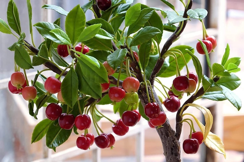 20 Bonsai Dwarf Cherry Tree Seeds | Indoor or Outdoor Fruit Tree | USA ...