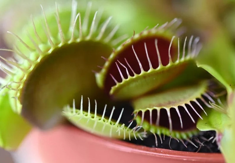 USA Seller Venus Fly Trap Carnivorous Plant 50 Seeds #3113 - Etsy