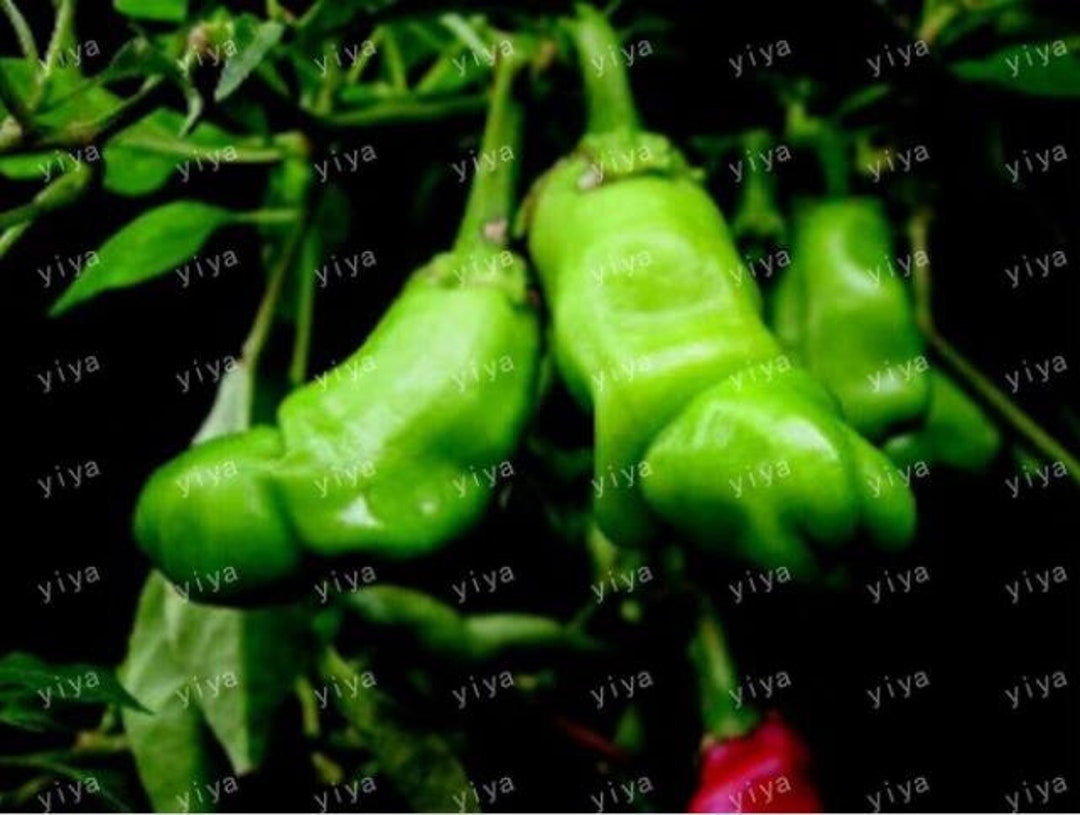 20PCS Rare Peter Penis Pepper, Chile Pepper Seeds Organic Non-gmo #4328 ...
