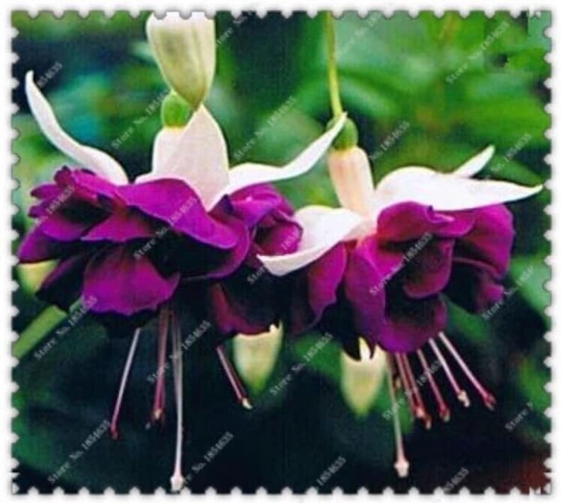 Us-50pcs/bag Fuchsia Seeds Potted Flowers Seeds,bonsai Seeds for Home ...