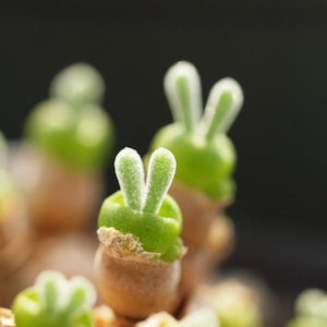 Monilaria Obconica Bunny Seeds, Succulents Seeds, 50pcs/pack #6841 - Etsy