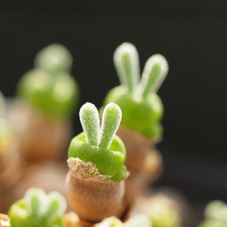 Monilaria Obconica Bunny Seeds, Succulents Seeds, 50pcs/pack #6841 - Etsy