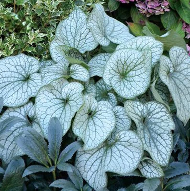 20pcs Hosta Plantaginea Fragrant Plantain Seeds Fire and Ice - Etsy