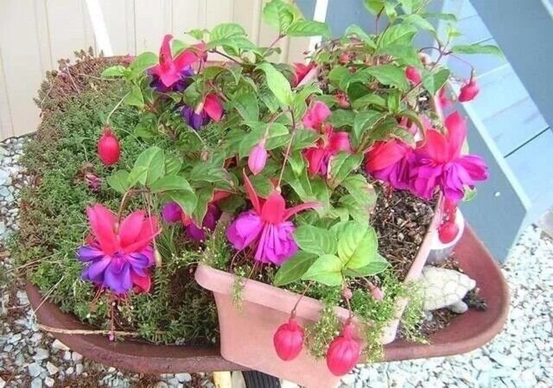 50pcs/bag Fuchsia Seeds Potted Flowers Seeds,bonsai Seeds (1226) - Etsy
