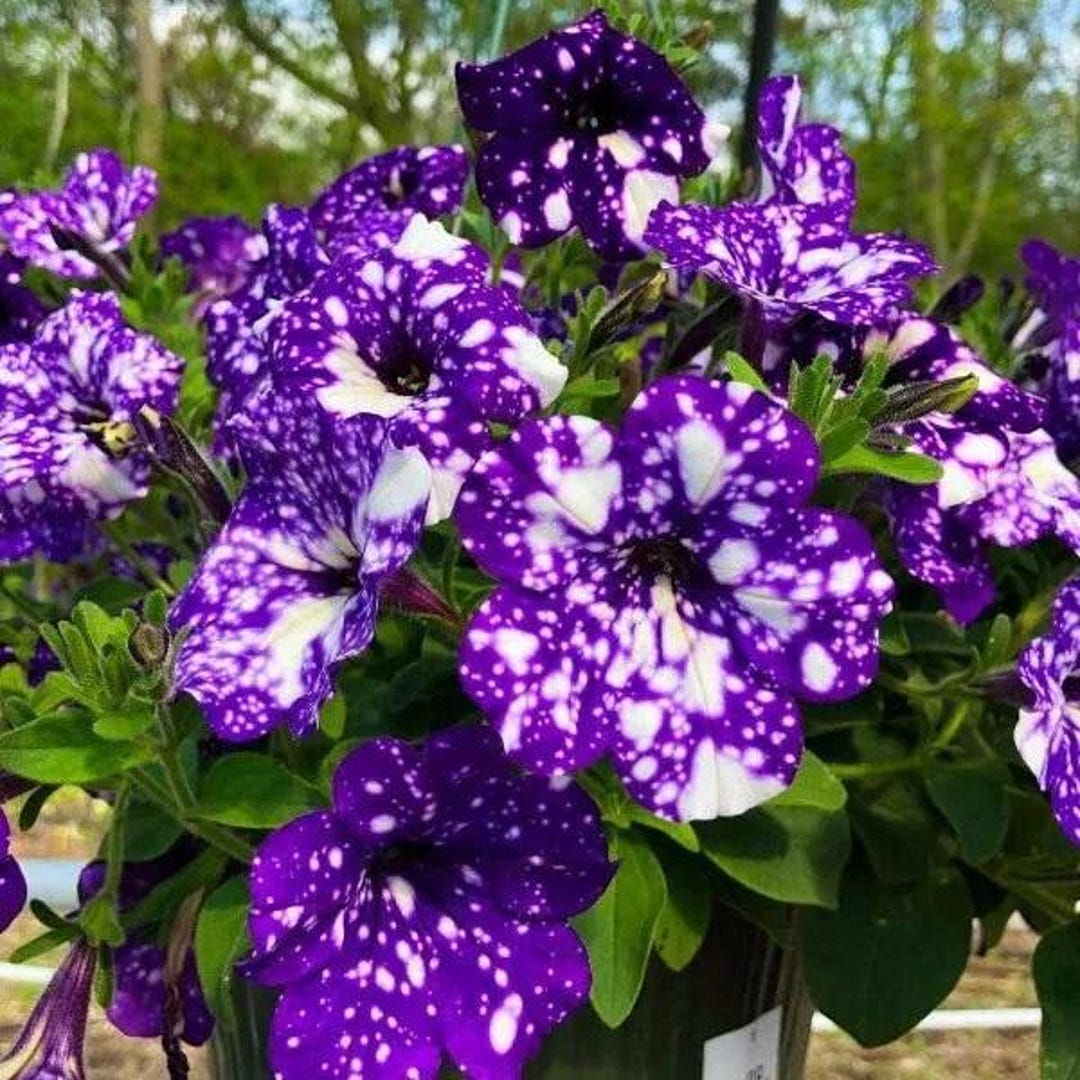 20 Purple Petunia Starry Flower Seeds for Spring Summer (6936) - Etsy