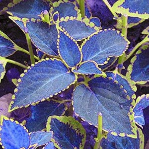 20pcs / Bag Blue Coleus Seeds, Beautiful Flowering Plants, Potted ...