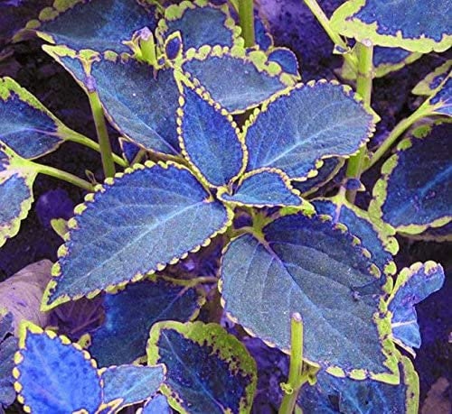 20Pcs bag blue Coleus seeds beautiful flowering plants potted bonsai balcony 0113