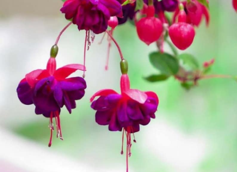 50pcs/bag Fuchsia Seeds Potted Flowers Seeds,bonsai Seeds (1239) - Etsy