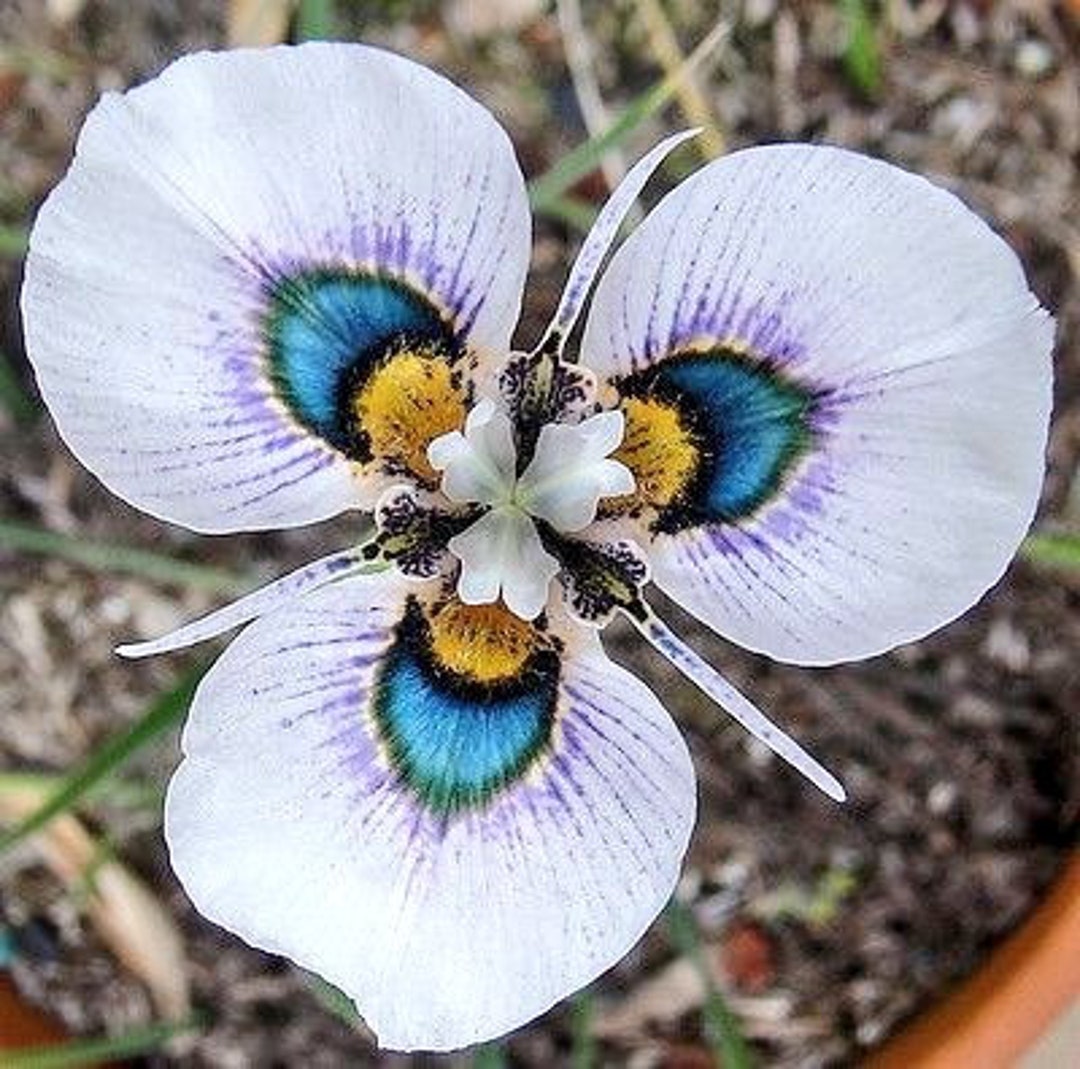 50 Pcs Moraea Iridioides Flower Seeds （peacock Iris Seeds）（#5177） - Etsy