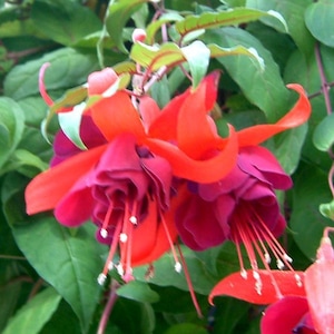50pcs/bag Fuchsia Seeds Potted Flowers Seeds,bonsai Seeds (4516) - Etsy