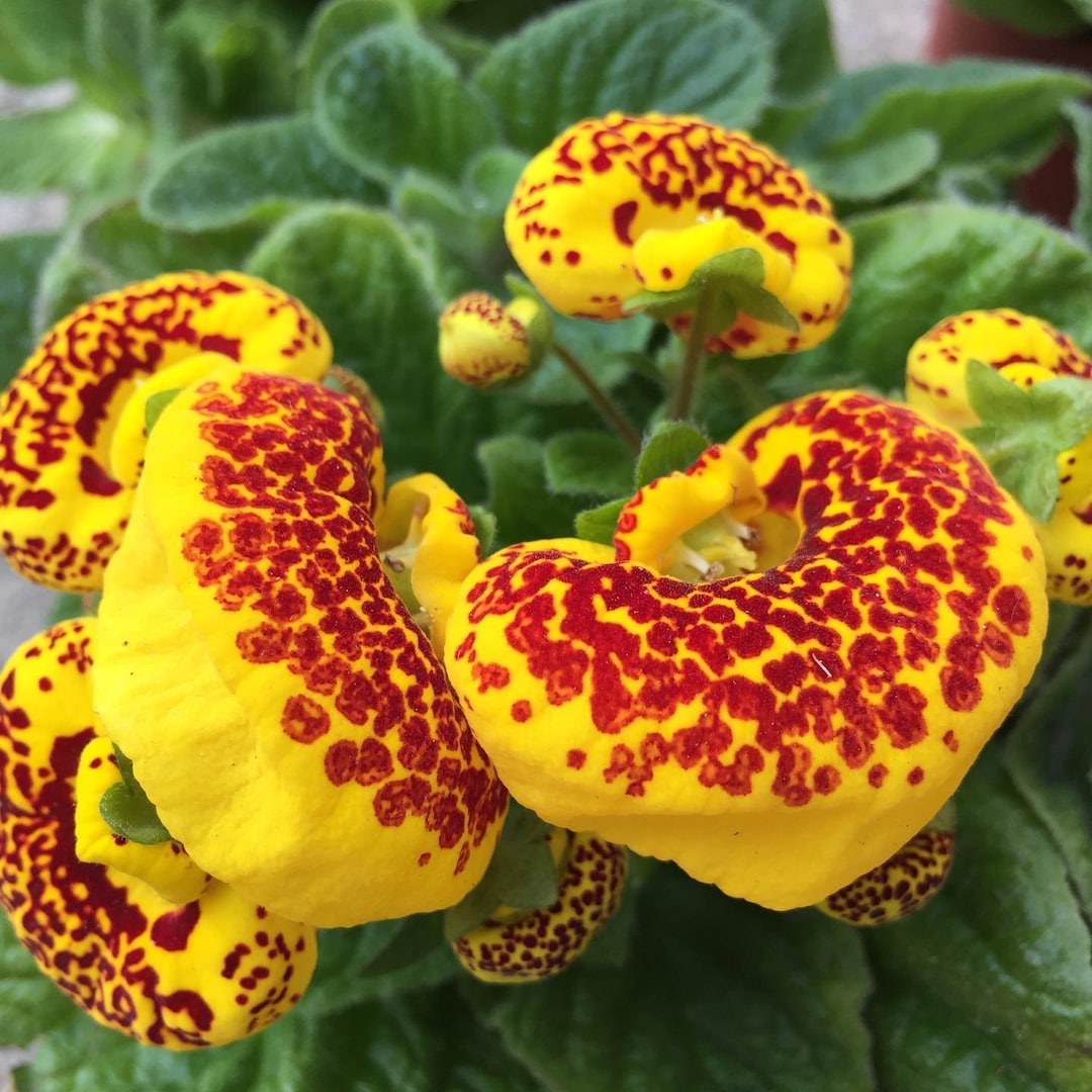 50pcs Speckled Red and Yellow Slipper Flower Seeds - Calceolaria ...