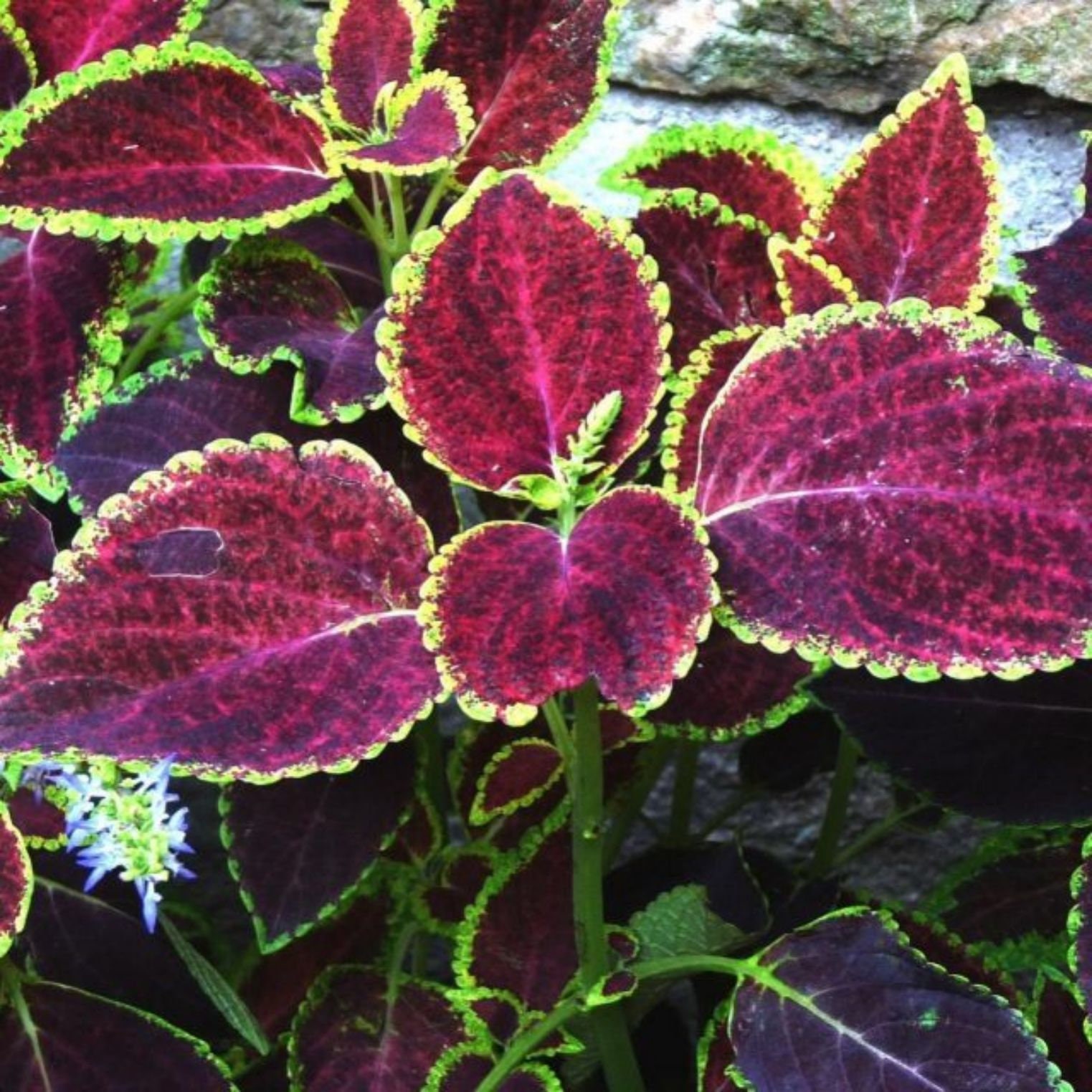 20 Pcs/lot Coleus Seeds DIY Home Garden #3415 - Etsy