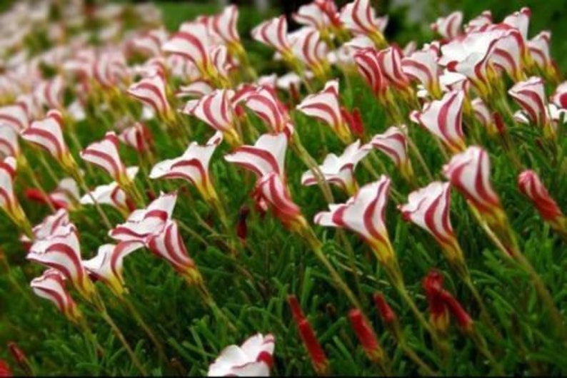 50pcs Seeds Candy Cane Sorrel Oxalis Versicolor Seeds Garden - Etsy