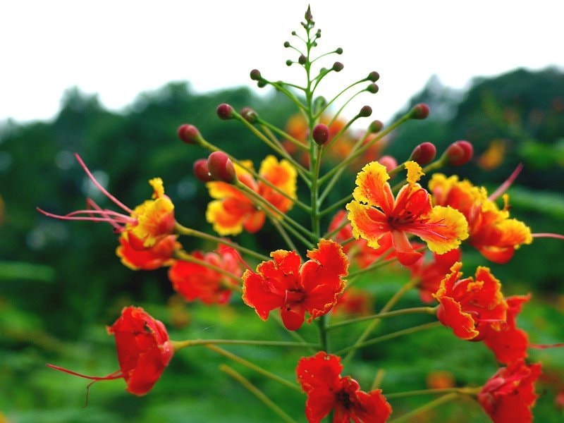 Caesalpinia Pulcherrima Seeds 50 Peacock Flower Seeds Organic Pure From ...
