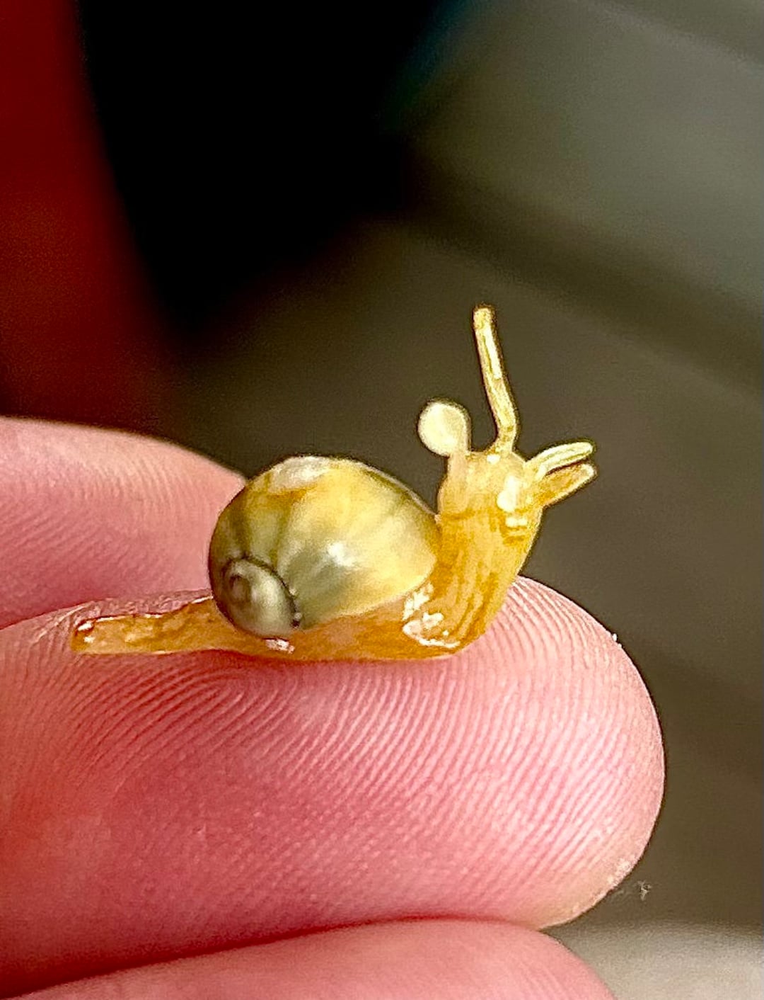 Micro Tiny Realistic Snail Handmade Fairy Garden - Etsy