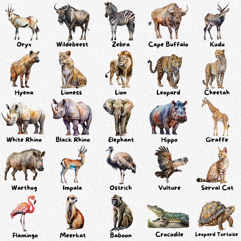 25 African Safari Animals Clipart Bundle Acuarela Animales Salvajes ...