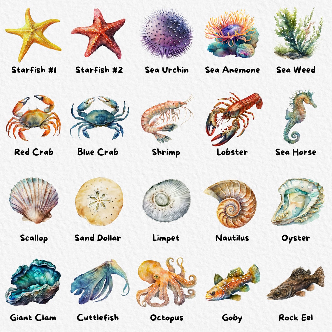 20 Ocean Animal Clipart Tide Pool Clipart Watercolor Ocean - Etsy
