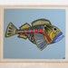 Lingcod Fine Art Print Giclee Print Wall Art - Etsy