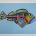 Lingcod Fine Art Print Giclee Print Wall Art - Etsy