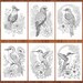 30 Flower Birds Coloring Pages Bundle Premium Digital Download PDF ...