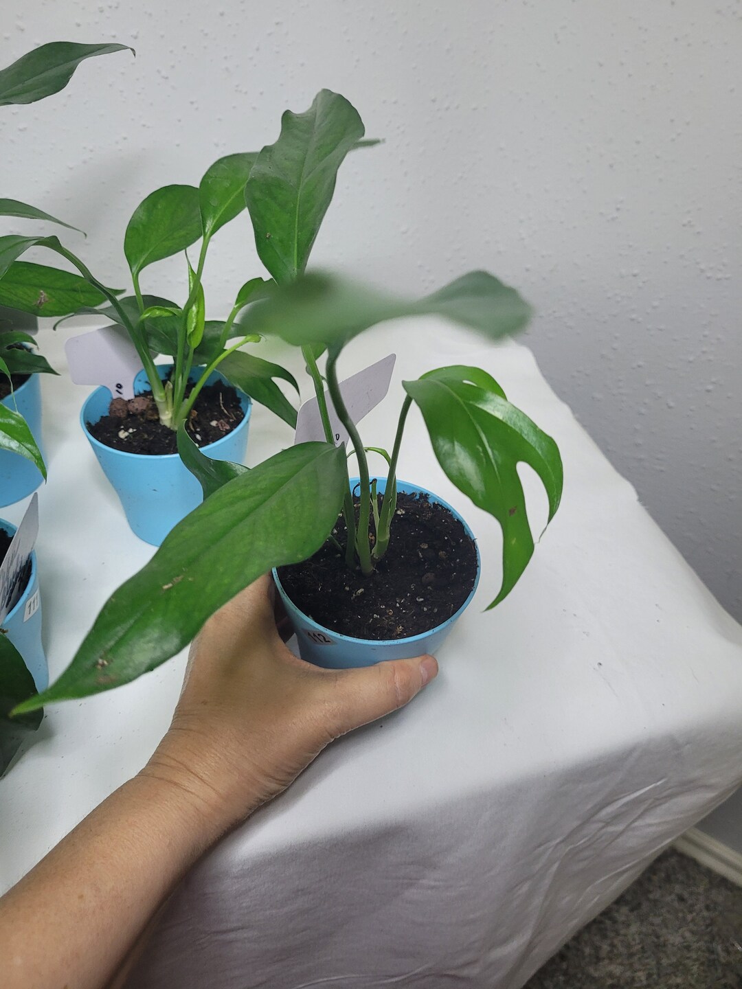 Philodendron Cebu Blue SPLIT LEAF Rare. Beautiful and Leafy - Etsy