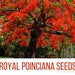 Royal Poinciana (flamboyant Tree) Seeds | Deloix Regia Seeds | Fresh ...