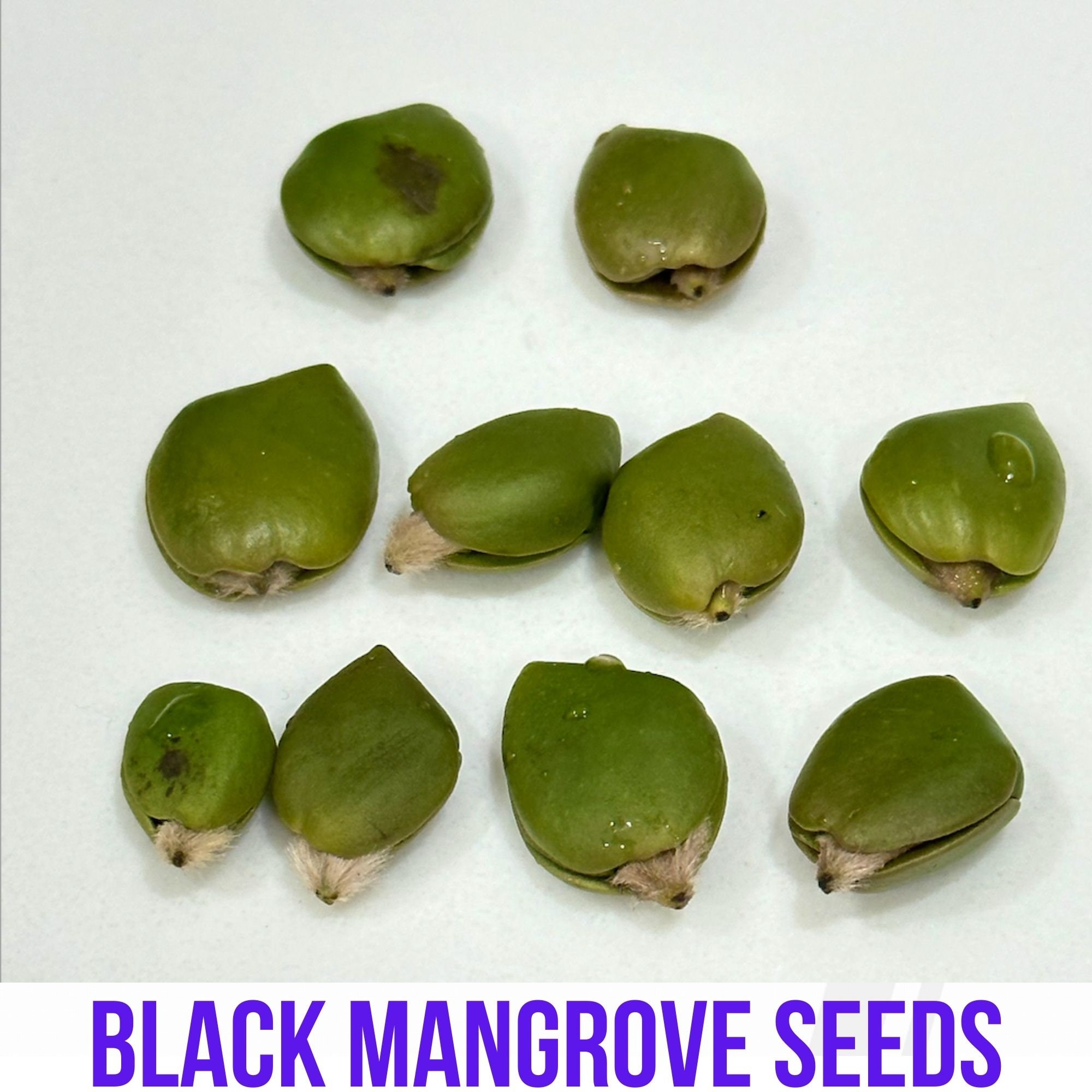 Black Mangrove Seeds