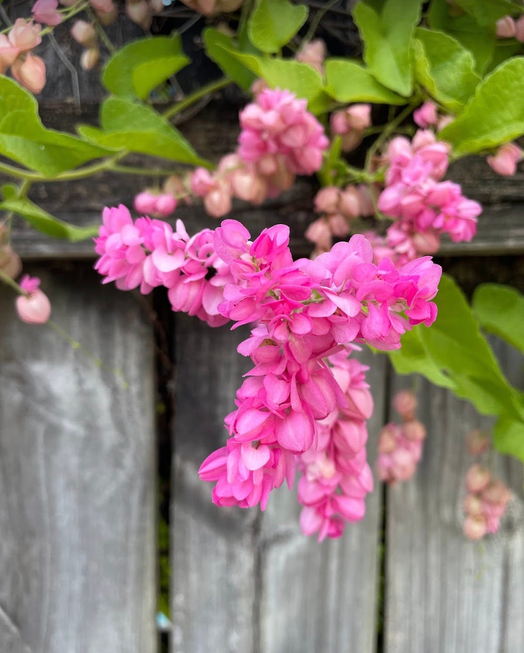 Pink Coral Vine Plant Starter (antigonon Leptopus) - Beautiful and ...