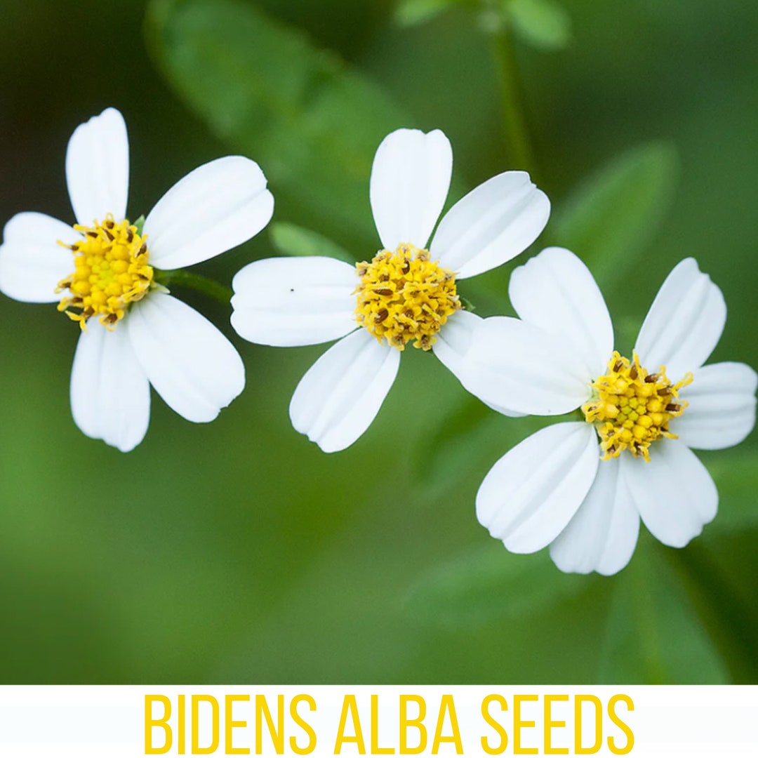 Pack of 200 Bidens Alba (spanish Needle) Seeds - Organic - Etsy